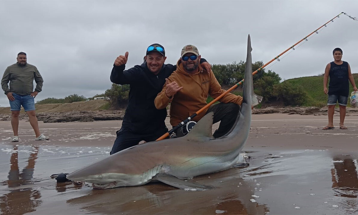 Asombro en Claromecó por la pesca de un tiburón de 90 kilos - Ecos de ...